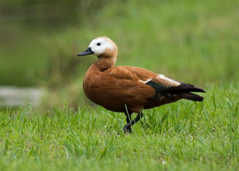 11 loài chim Không Biết Bay đặc trưng nhất thế giới