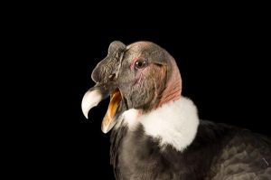 Danh sách 10 các loài chim Độc Lạ trên thế giới hiện nay