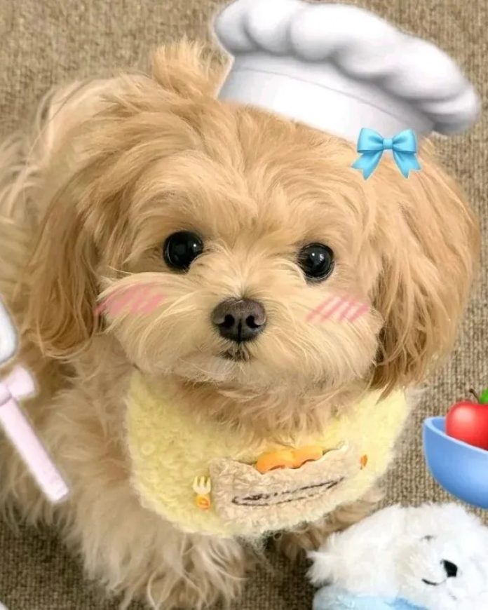 Tuyển tập 999+ hình ảnh con chó cute, đáng yêu nhất 2025